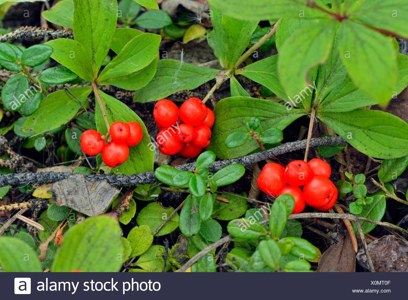 Buffalo Berry Stock Photos & Buffalo Berry Stock Images - Alamy