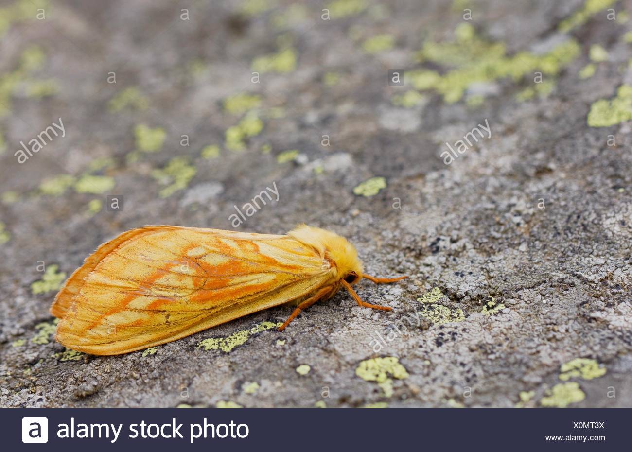 Ghost Moths High Resolution Stock Photography and Images - Alamy