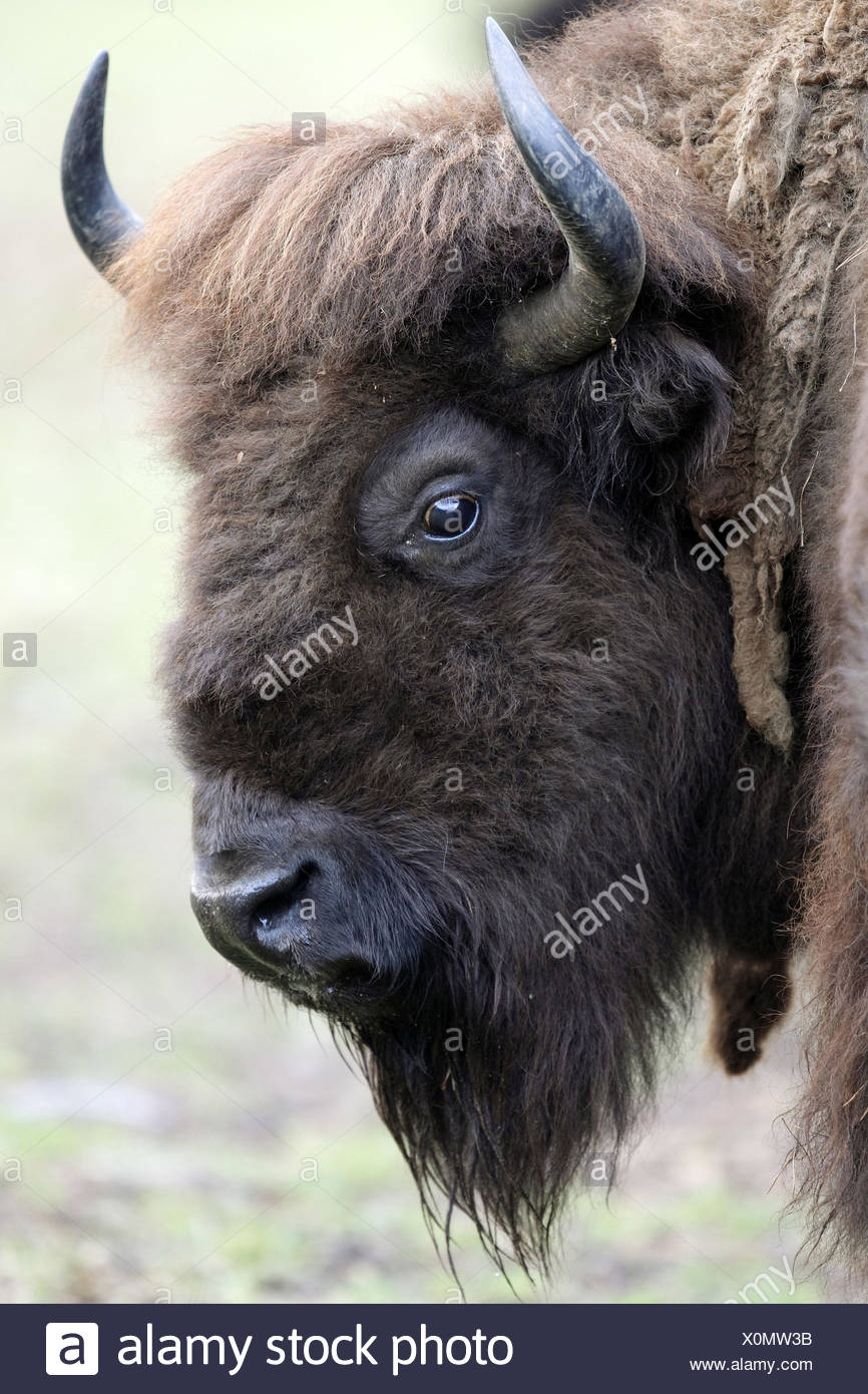 Bison Bull Head High Resolution Stock Photography and Images - Alamy