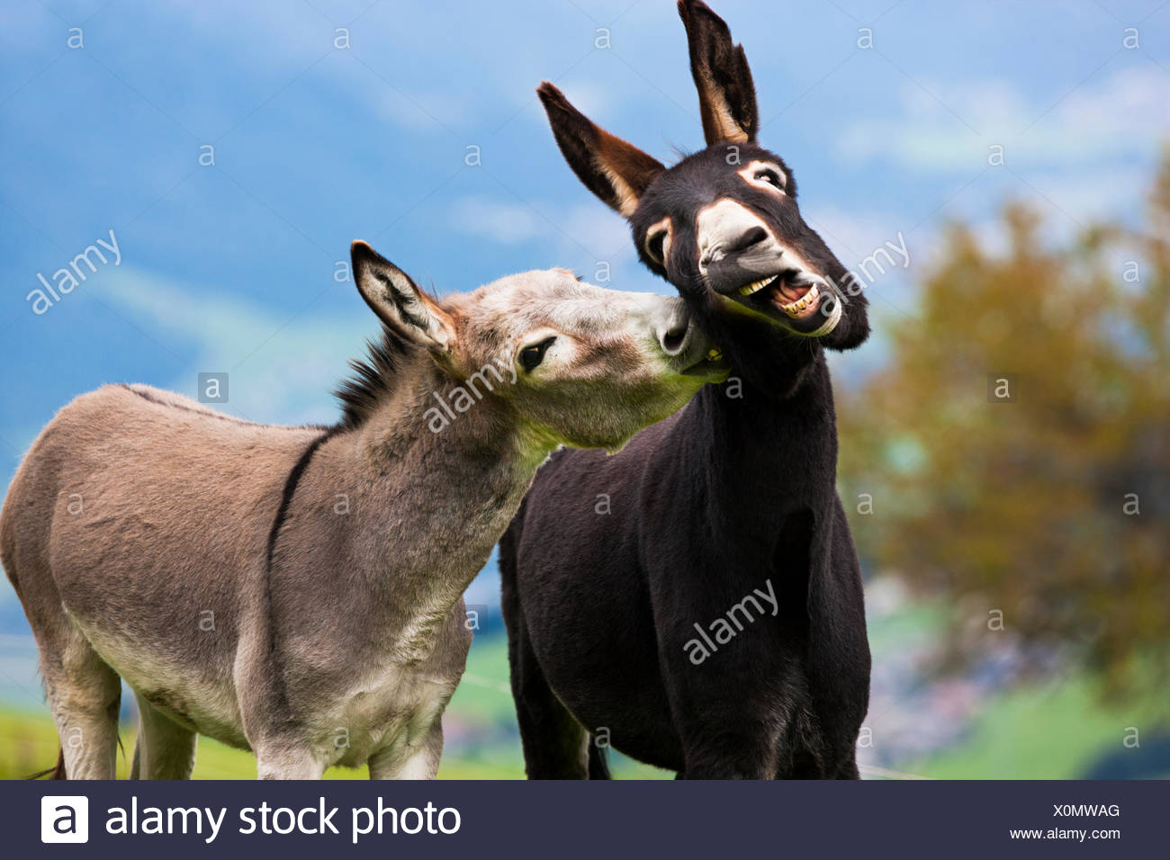 Half Donkeys High Resolution Stock Photography and Images - Alamy