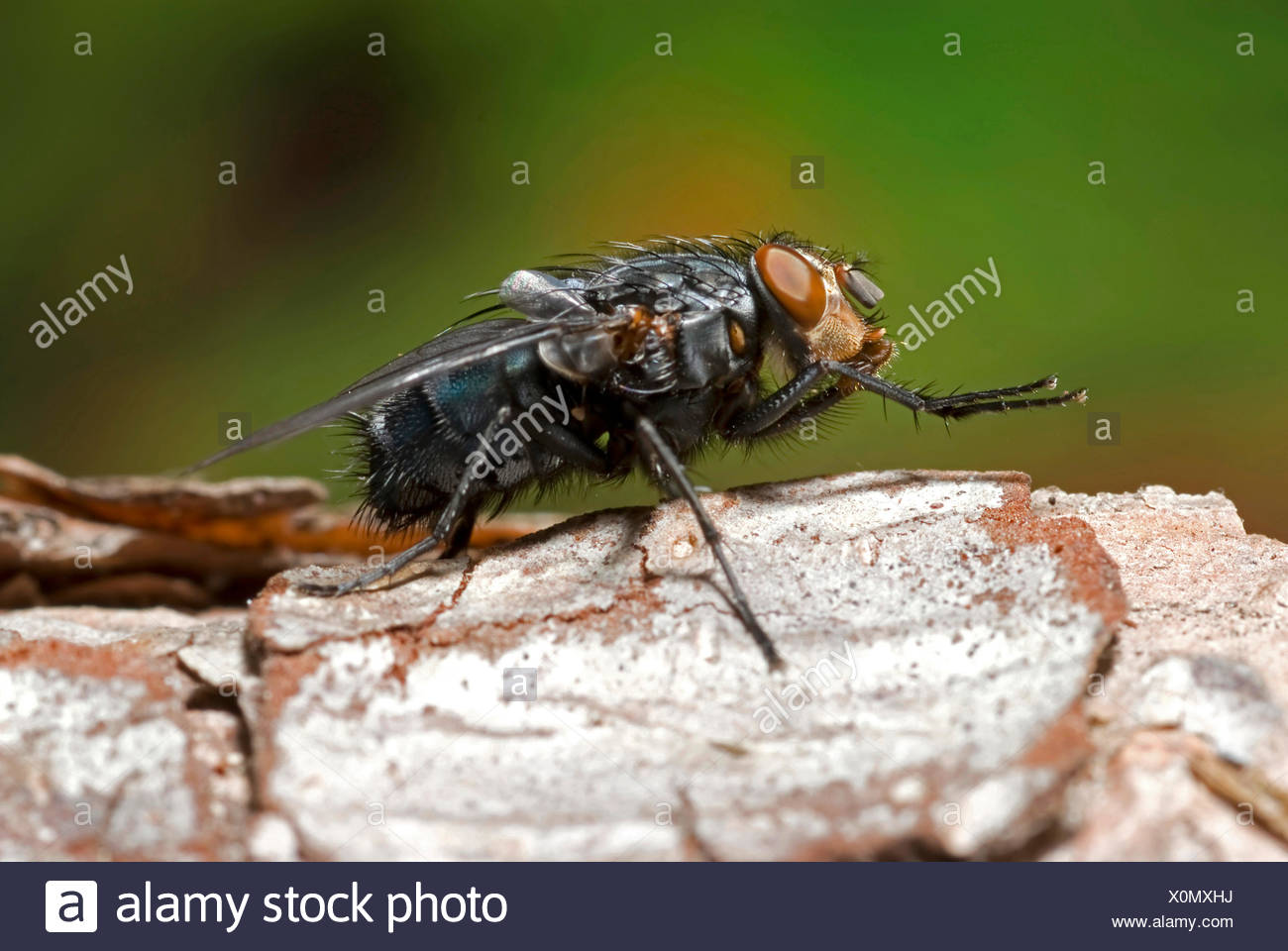 Blowfly Stock Photos & Blowfly Stock Images - Alamy