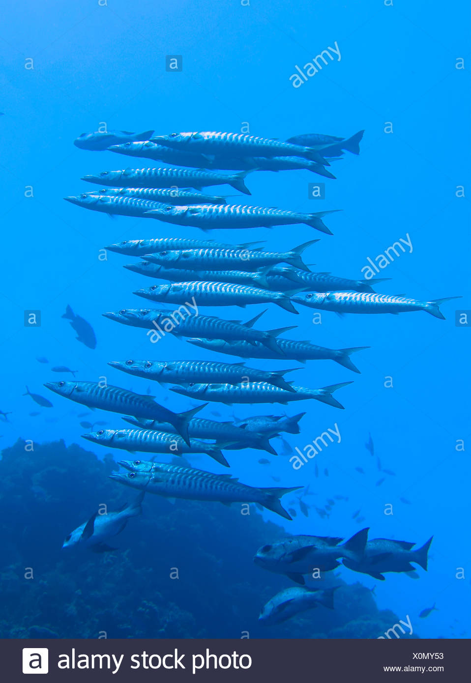 Barrakuda High Resolution Stock Photography and Images - Alamy