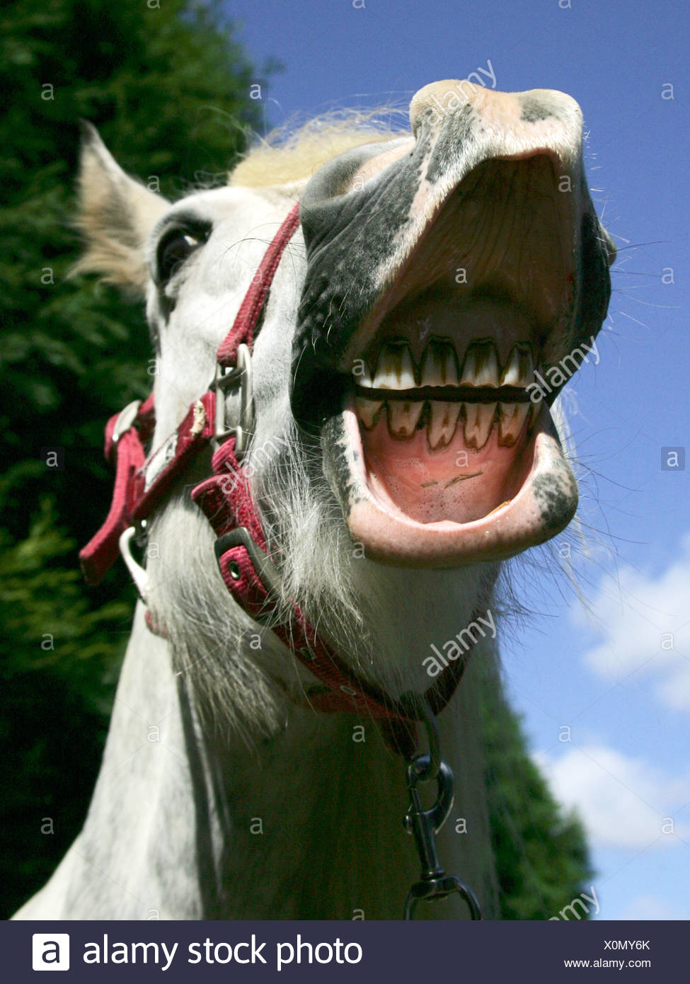 Laughing Horses High Resolution Stock Photography and Images - Alamy