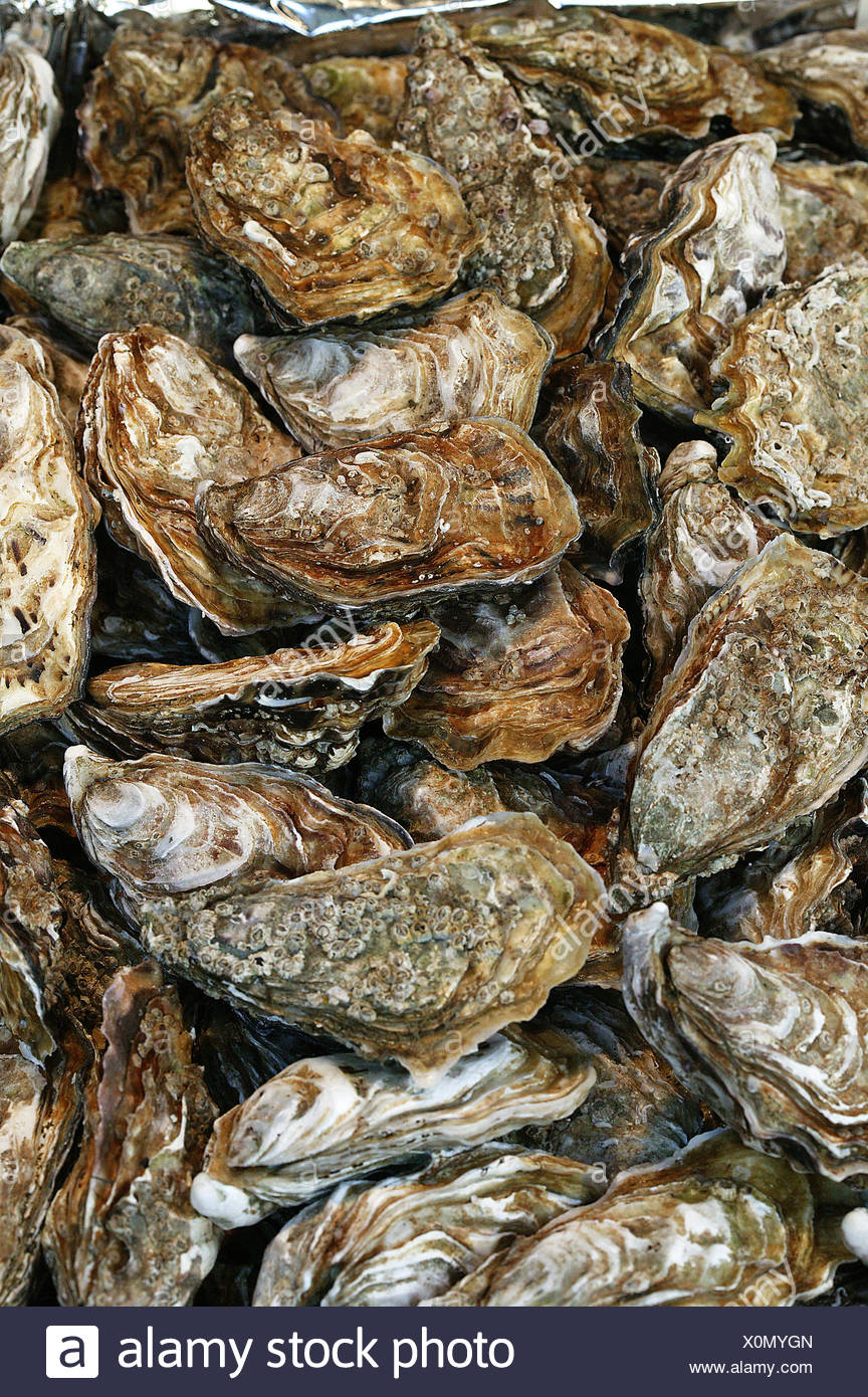 Fresh Oysters Ostrea Edulis High Resolution Stock Photography and ...