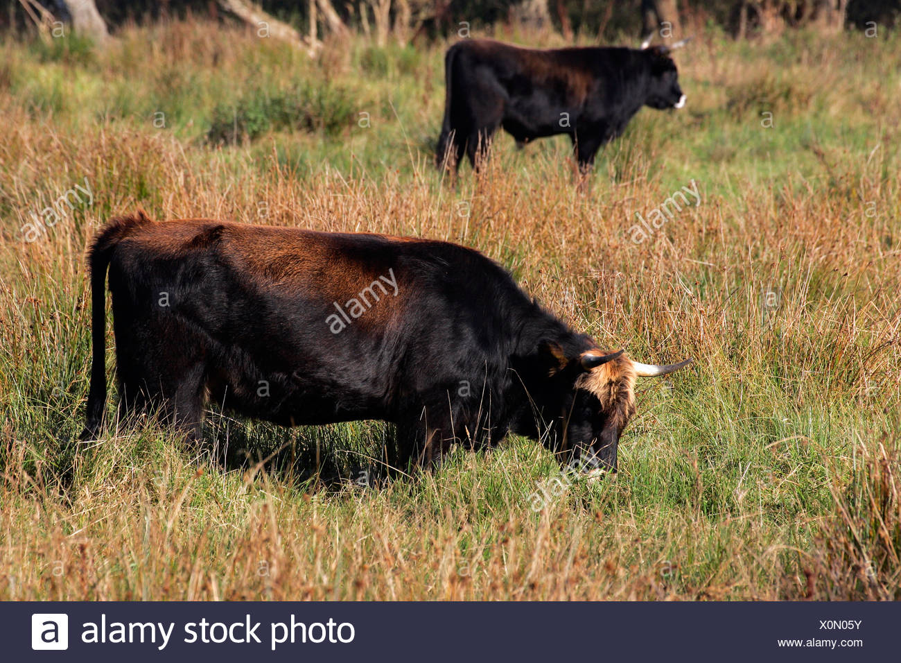 Heck Cattle Bull And Cow High Resolution Stock Photography and Images ...