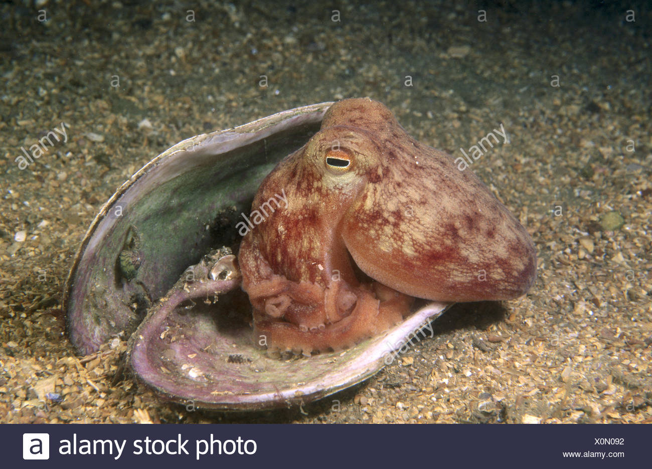 Horned Octopus Stock Photos & Horned Octopus Stock Images - Alamy