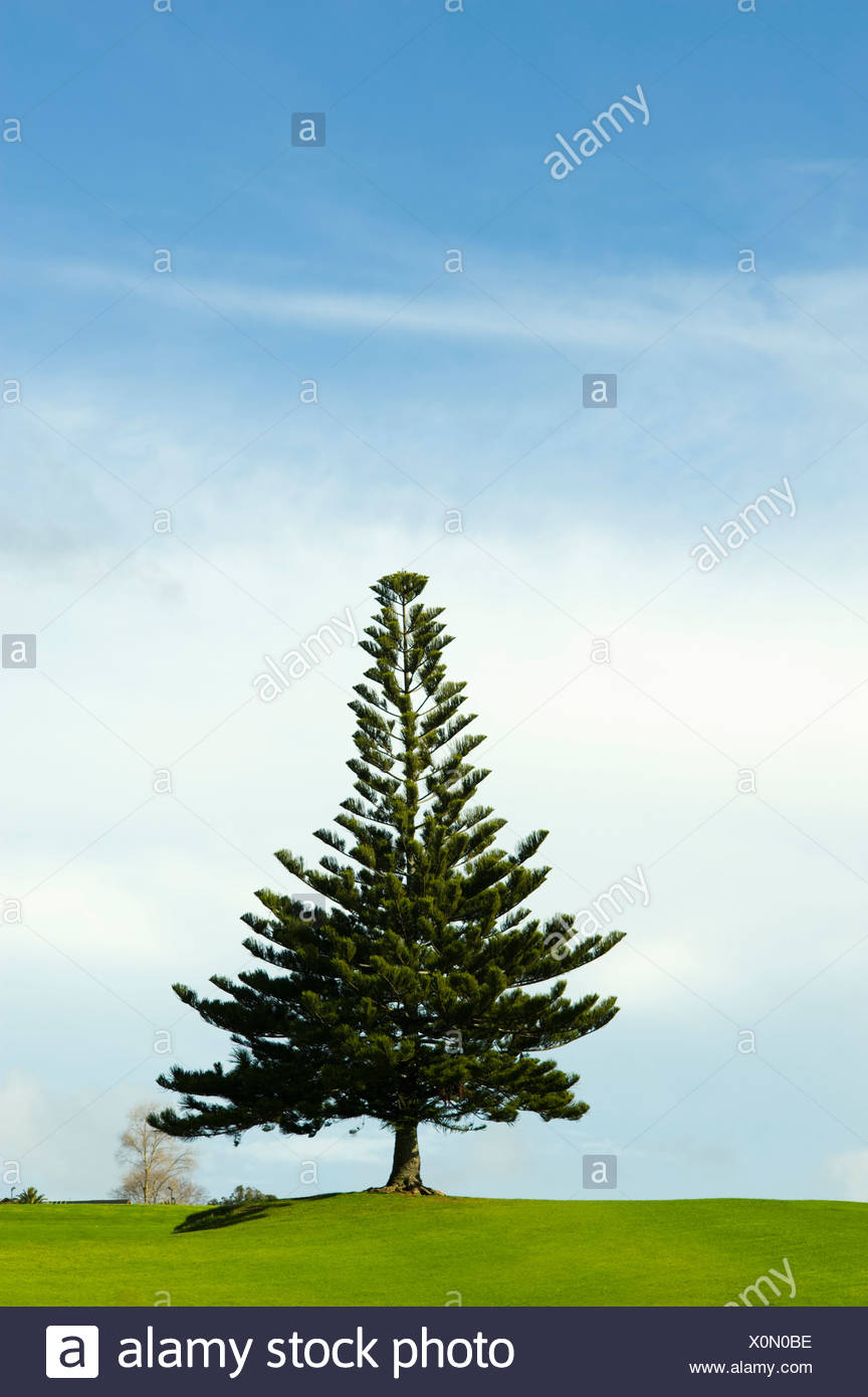 Coniferous Tree High Resolution Stock Photography and Images - Alamy