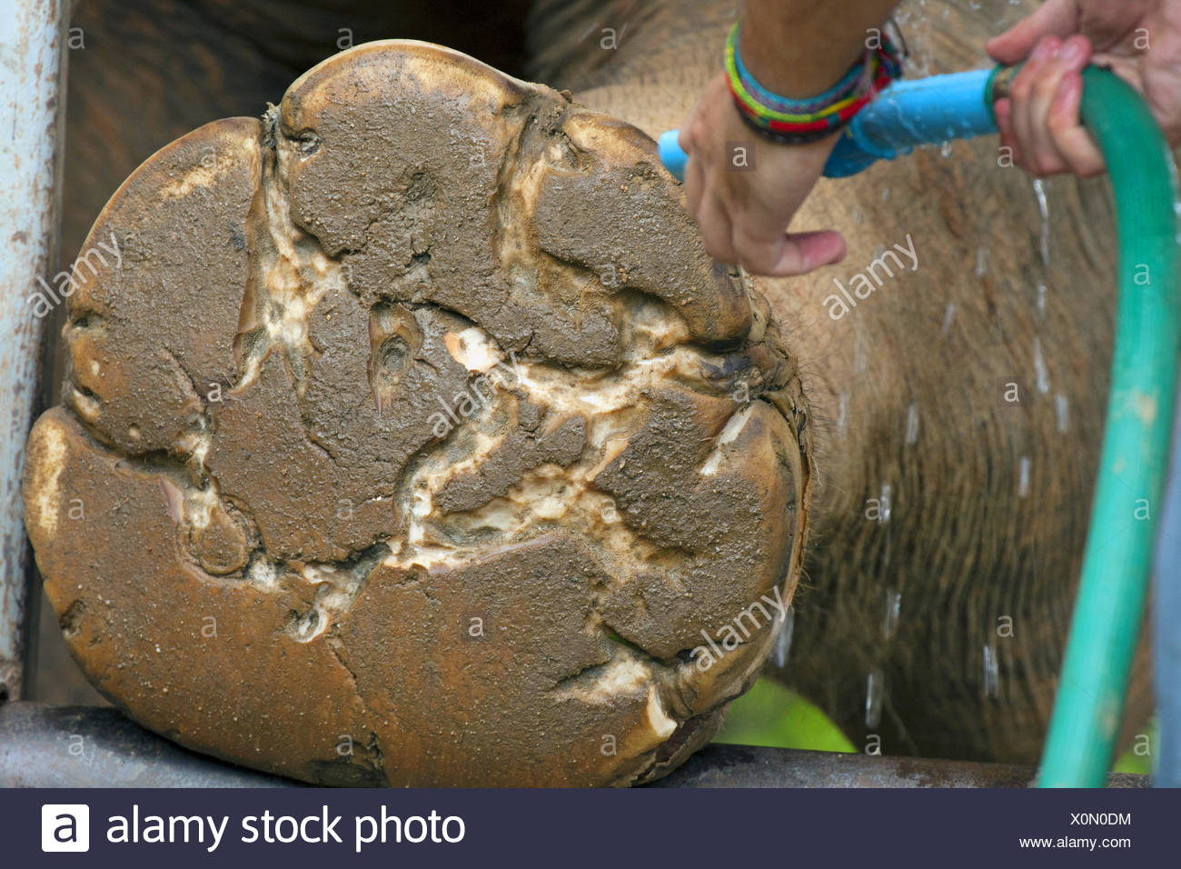 Bottom Of Elephant Foot Stock Photos & Bottom Of Elephant Foot Stock ...