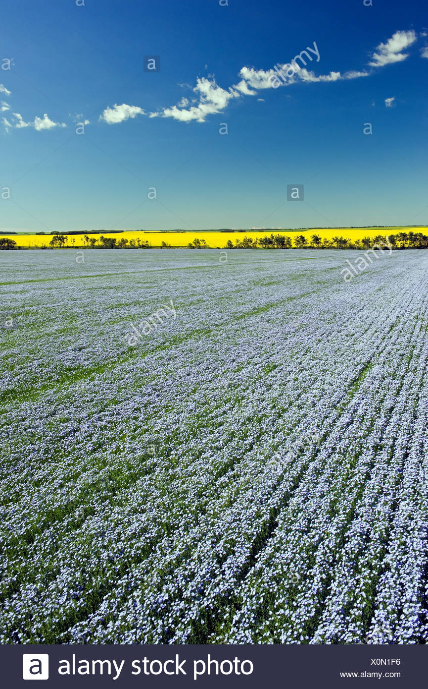 Flax Crop High Resolution Stock Photography and Images - Alamy