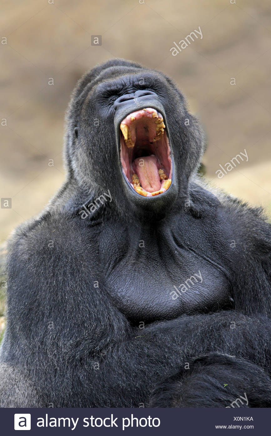 Silverbacks High Resolution Stock Photography and Images - Alamy