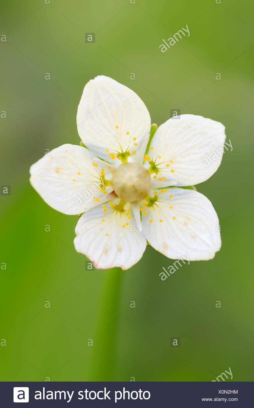 Marsh Flower Stock Photos & Marsh Flower Stock Images - Alamy