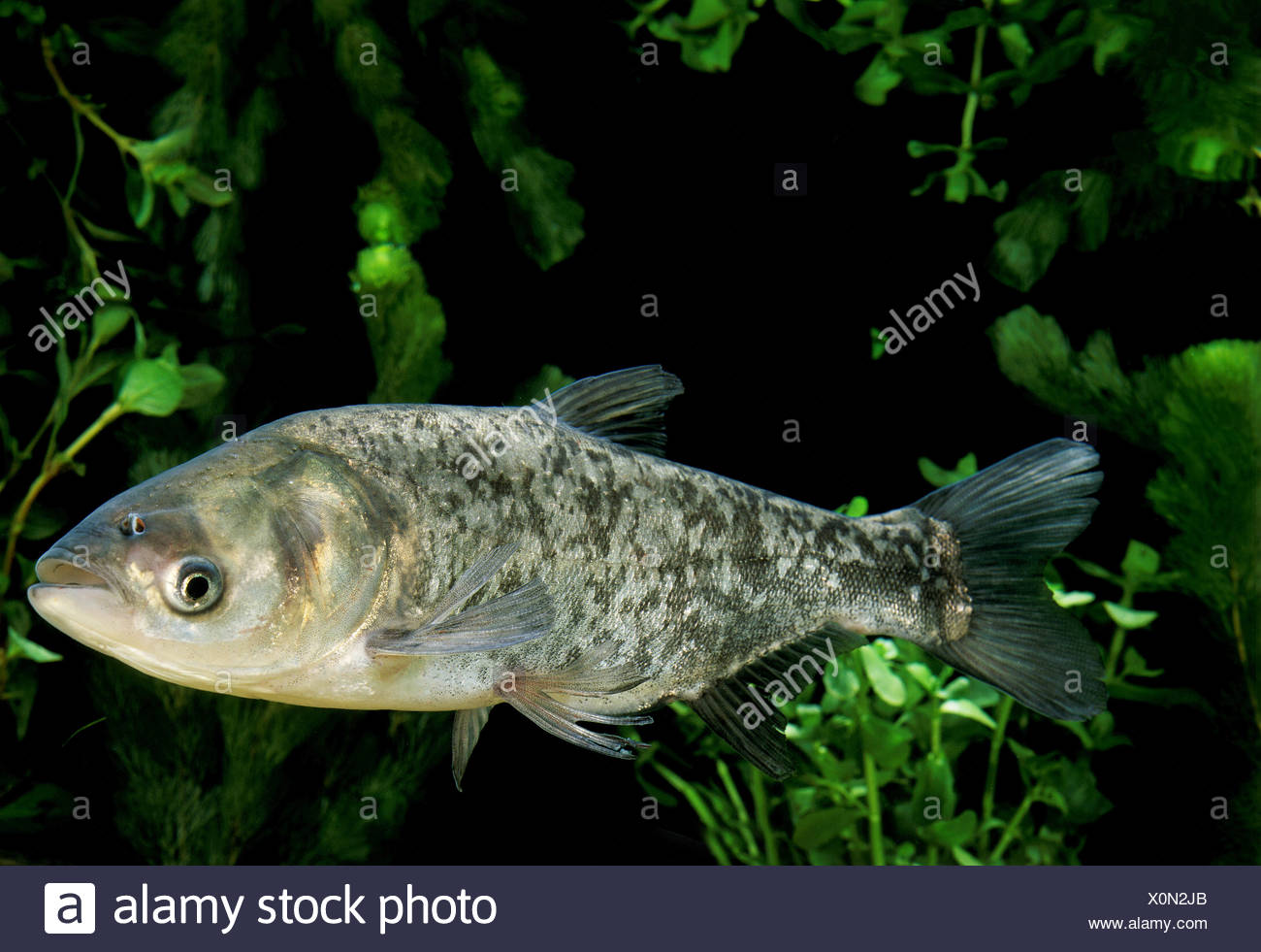 Hypophthalmichthys Molitrix High Resolution Stock Photography and ...