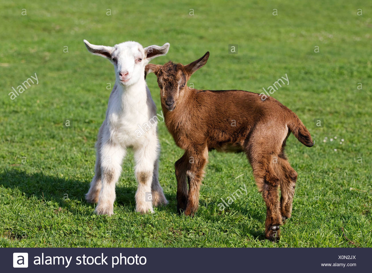 Animals For Kids High Resolution Stock Photography and Images - Alamy