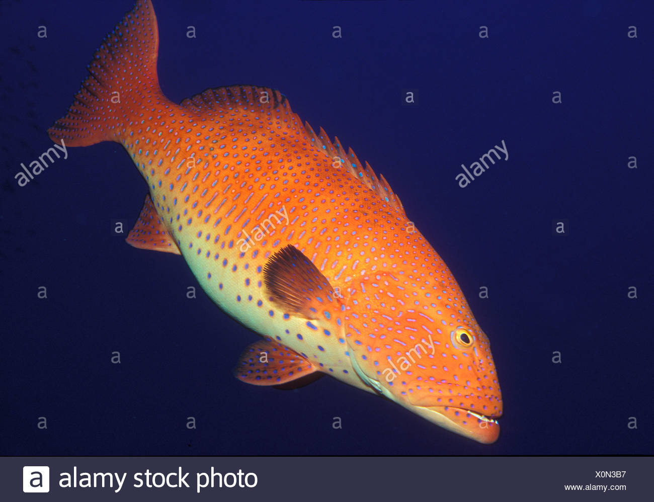 Pessuliferus High Resolution Stock Photography and Images - Alamy