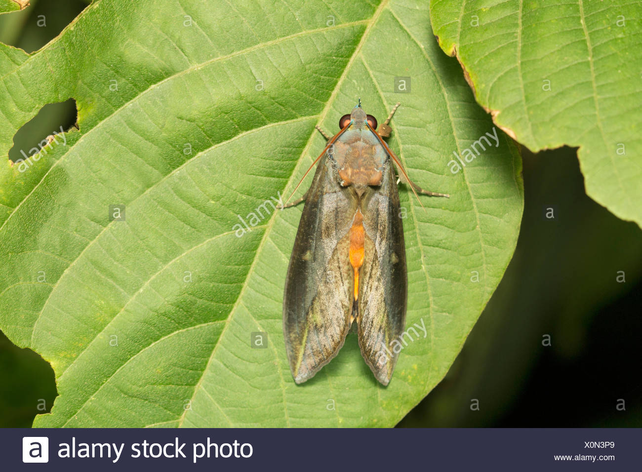 India Moth High Resolution Stock Photography and Images - Alamy