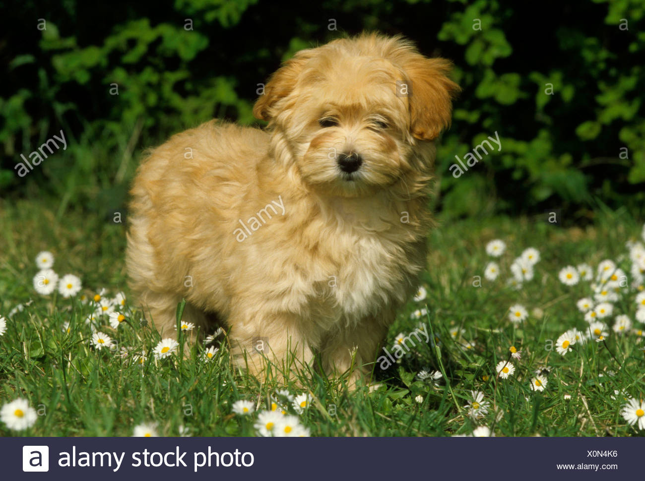 Havanese Dog Stock Photos & Havanese Dog Stock Images - Alamy