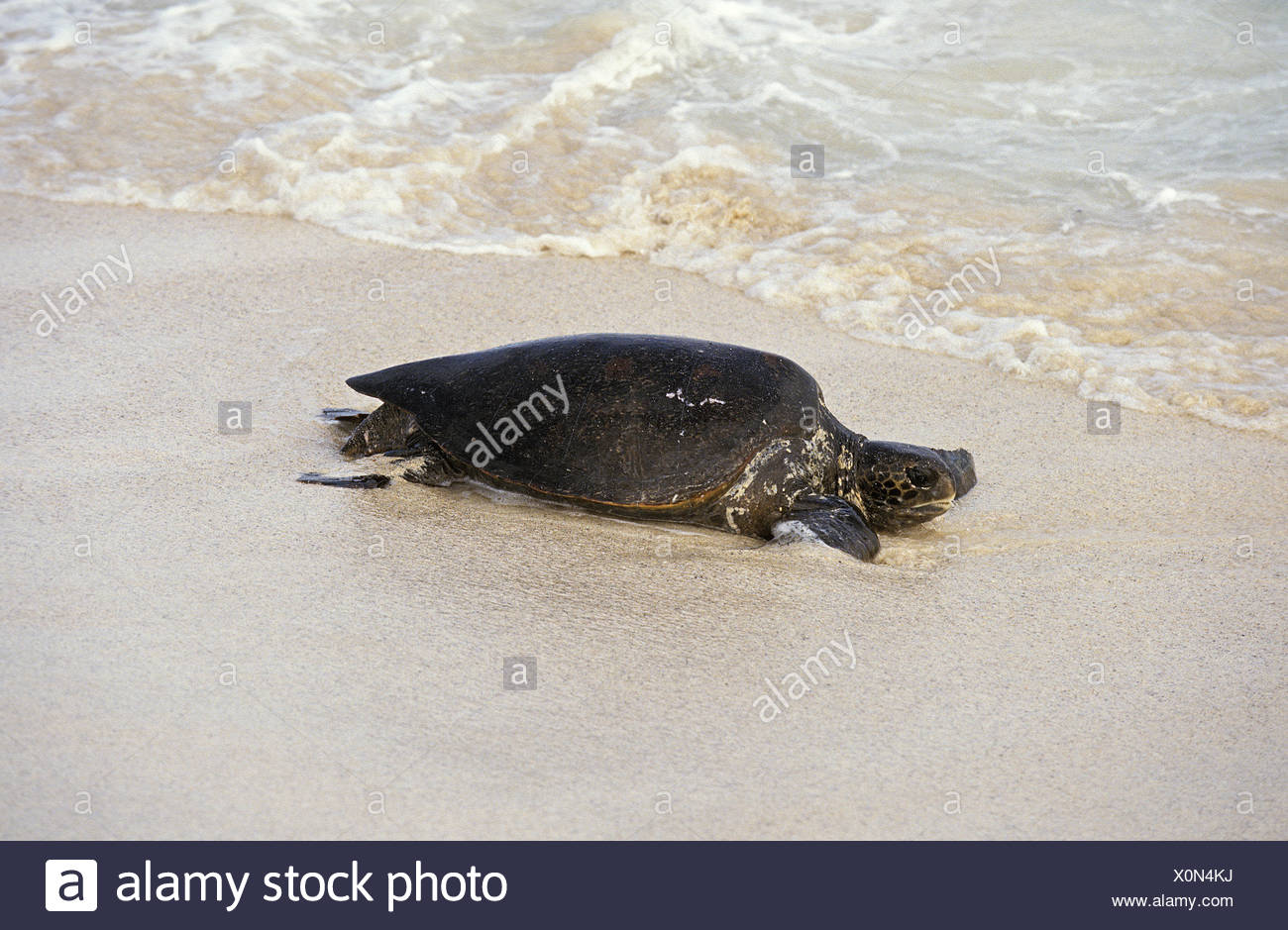 Chelonia Mydas Beach High Resolution Stock Photography and Images - Alamy