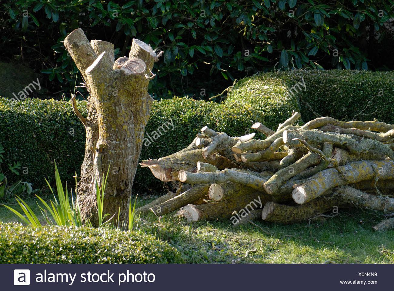 Contorted Willow Stock Photos & Contorted Willow Stock Images - Alamy