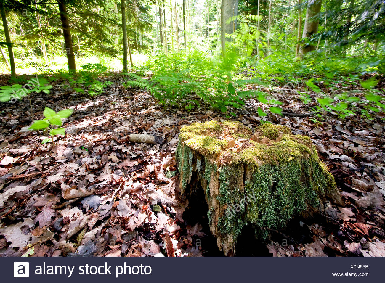 Tree Stumps On Forest Floor High Resolution Stock Photography and ...