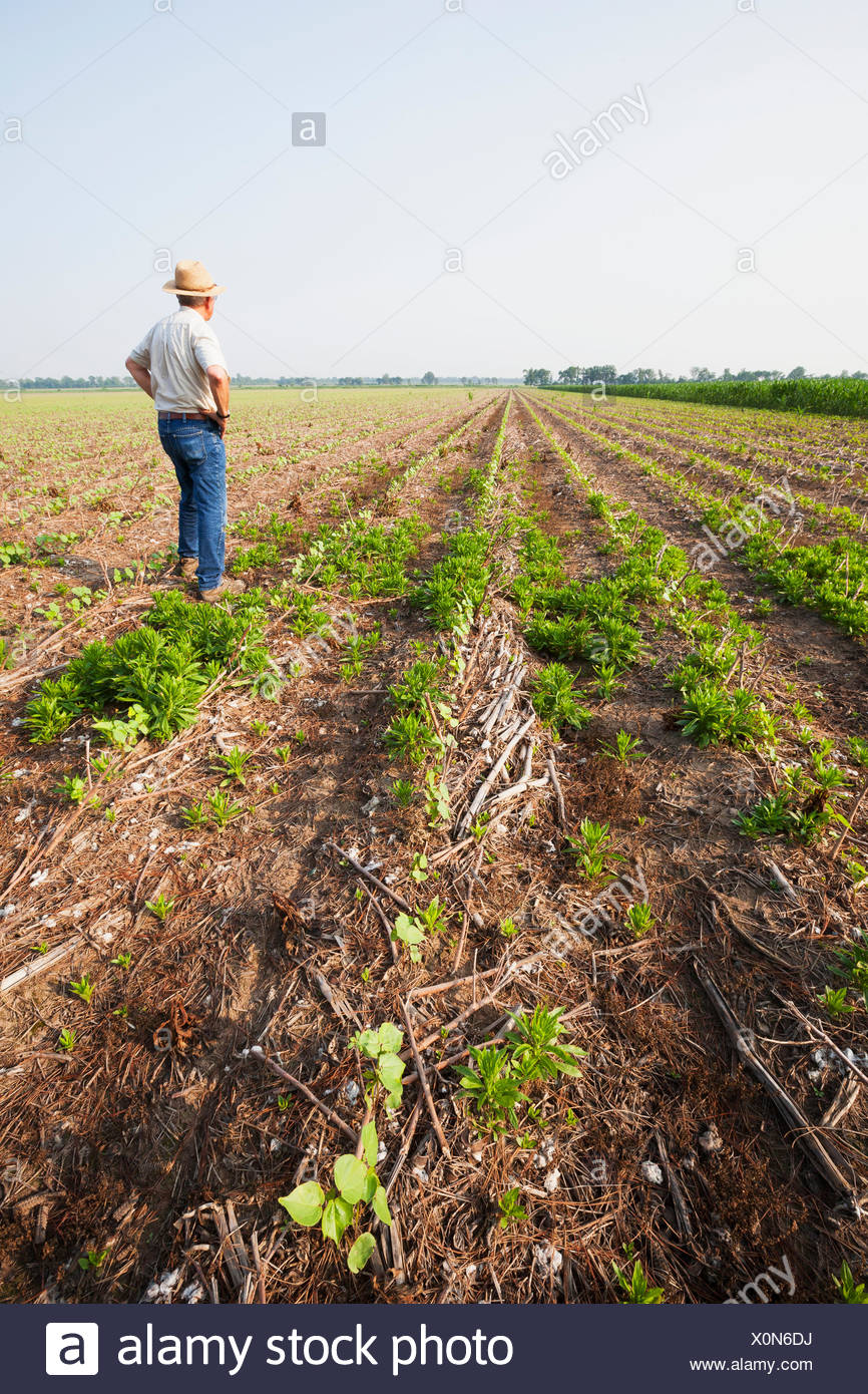 Roundup Resistance