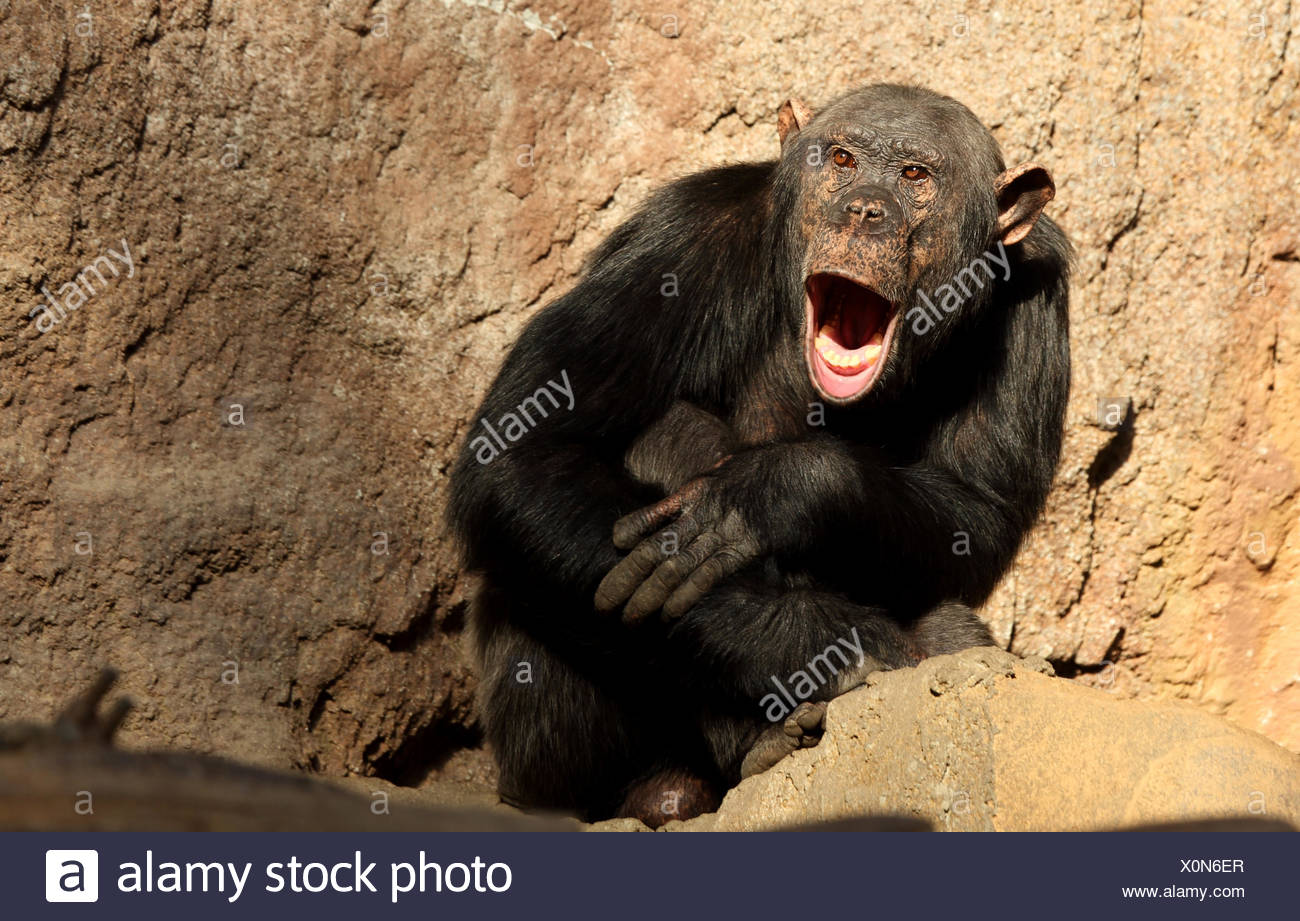 Chimp Human Stock Photos & Chimp Human Stock Images - Alamy