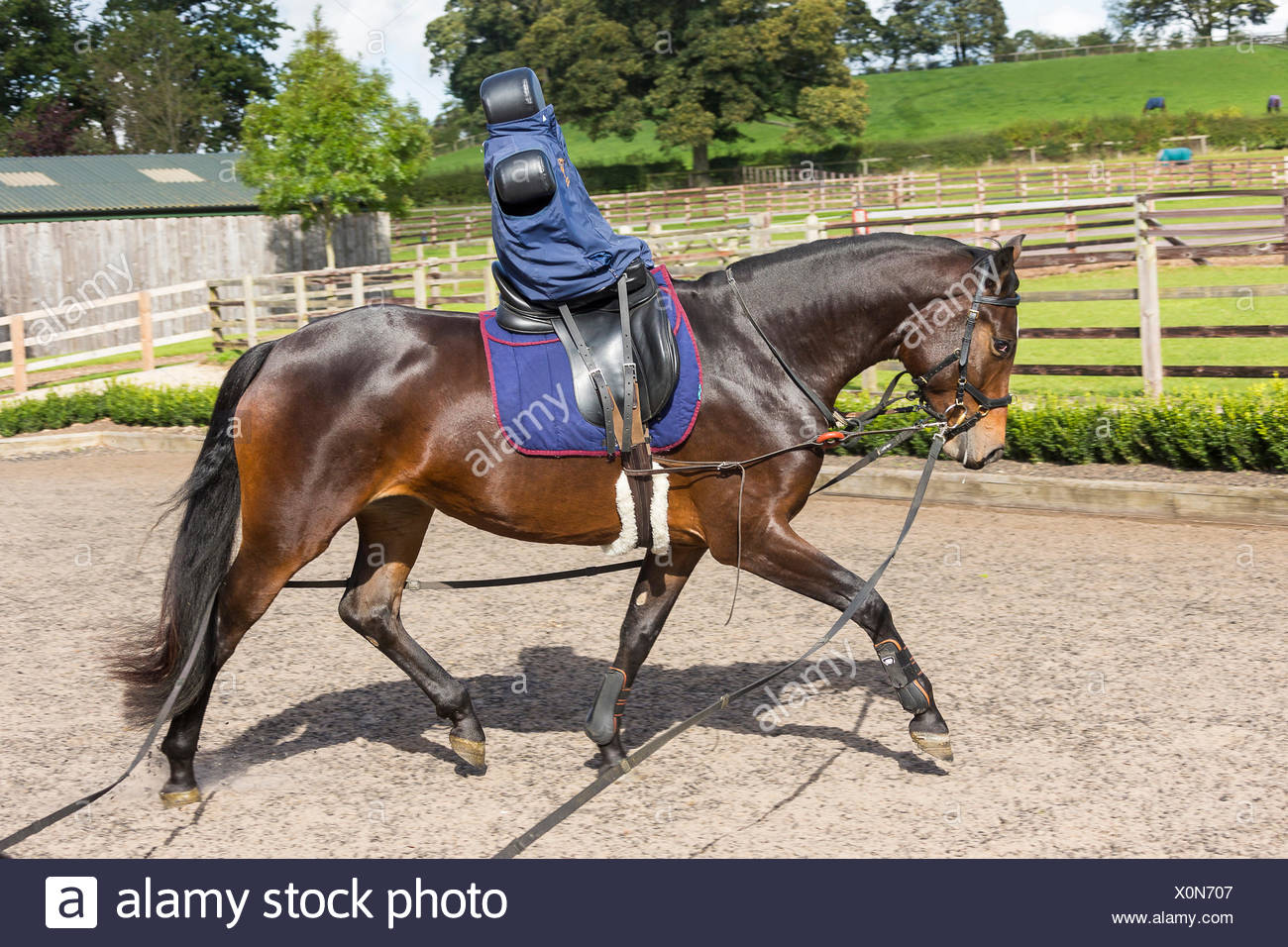 Dummy Horse Stock Photos & Dummy Horse Stock Images - Alamy