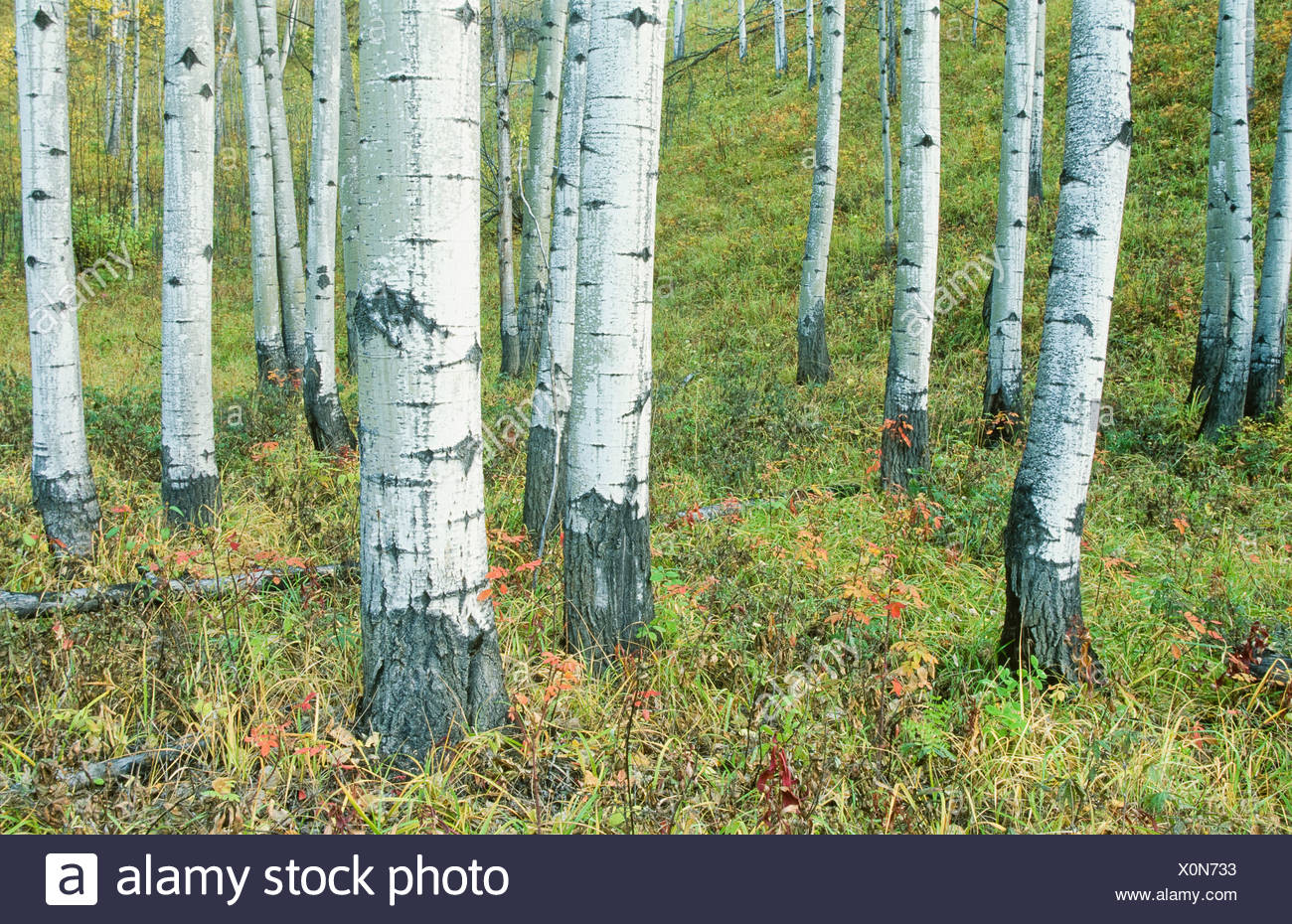 Alaska Birch Tree Trunks Stock Photos & Alaska Birch Tree Trunks Stock ...