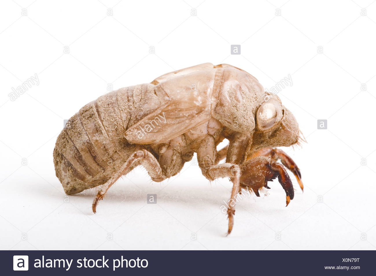 Larva From Cicada Stock Photos & Larva From Cicada Stock Images - Alamy