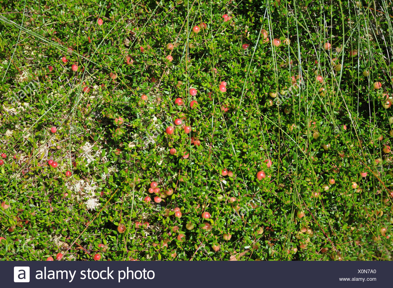 Moorbeere High Resolution Stock Photography and Images - Alamy