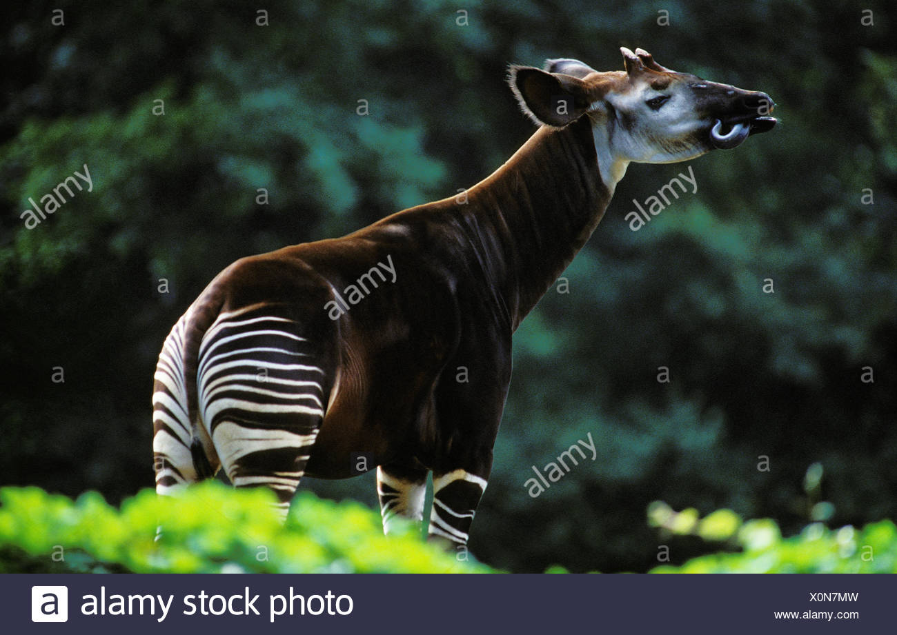 Adult Licking Its Nose High Resolution Stock Photography and Images - Alamy