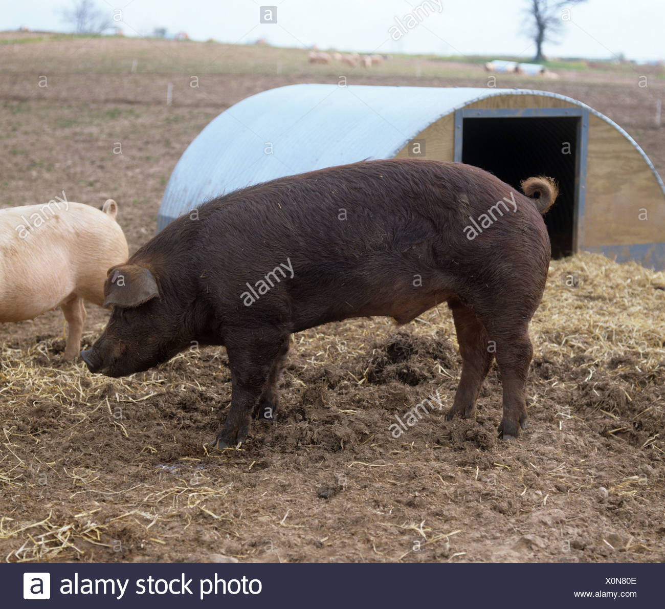 Pig Breeding High Resolution Stock Photography and Images - Alamy