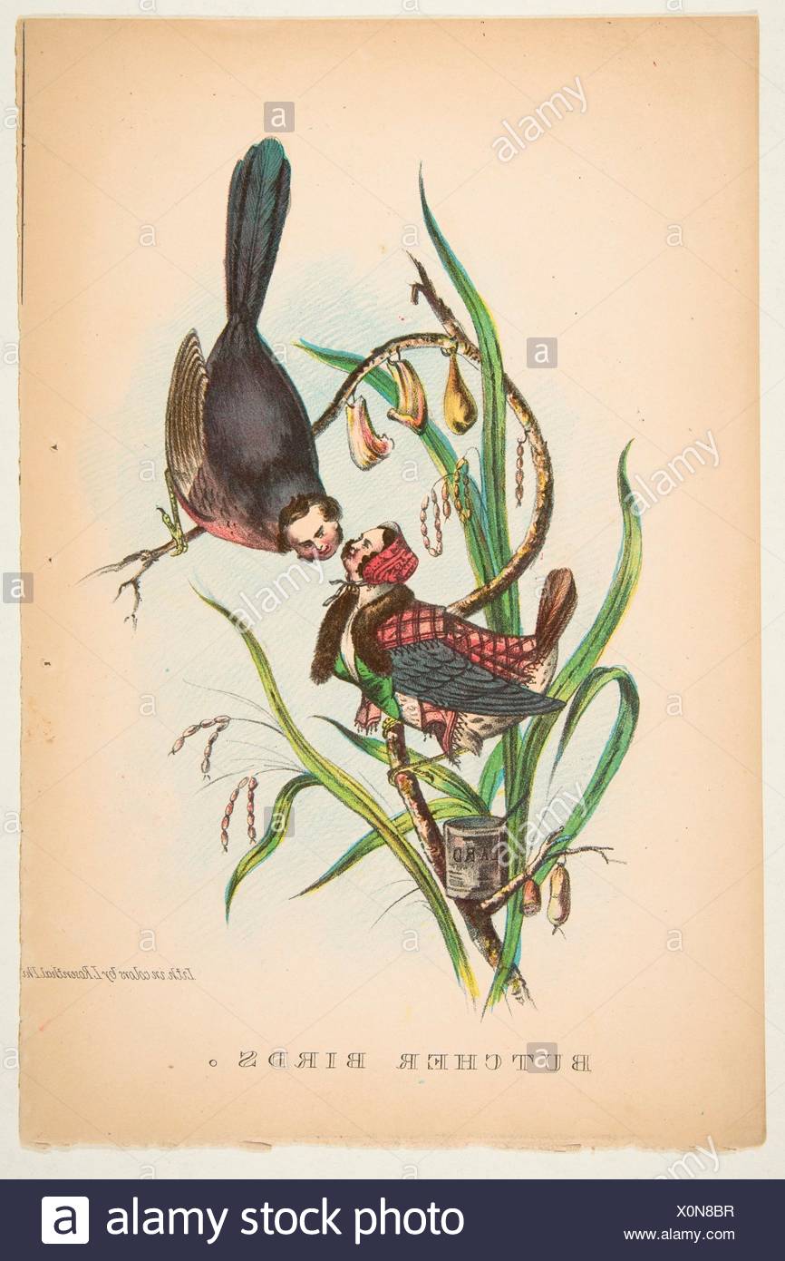 Butcher Birds Stock Photos & Butcher Birds Stock Images - Alamy