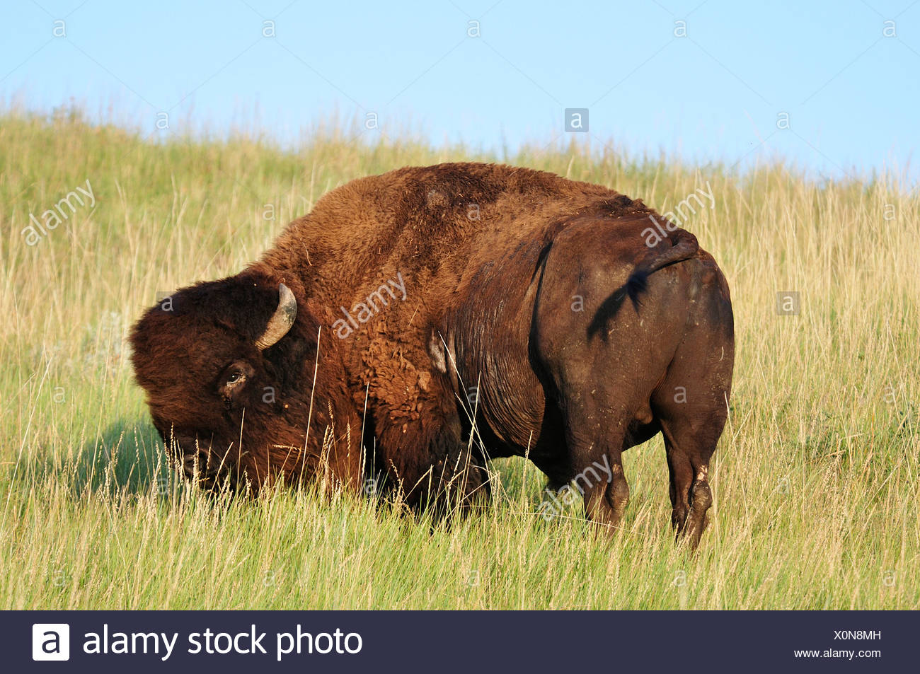 Buffalo Great Plains Stock Photos & Buffalo Great Plains Stock Images ...