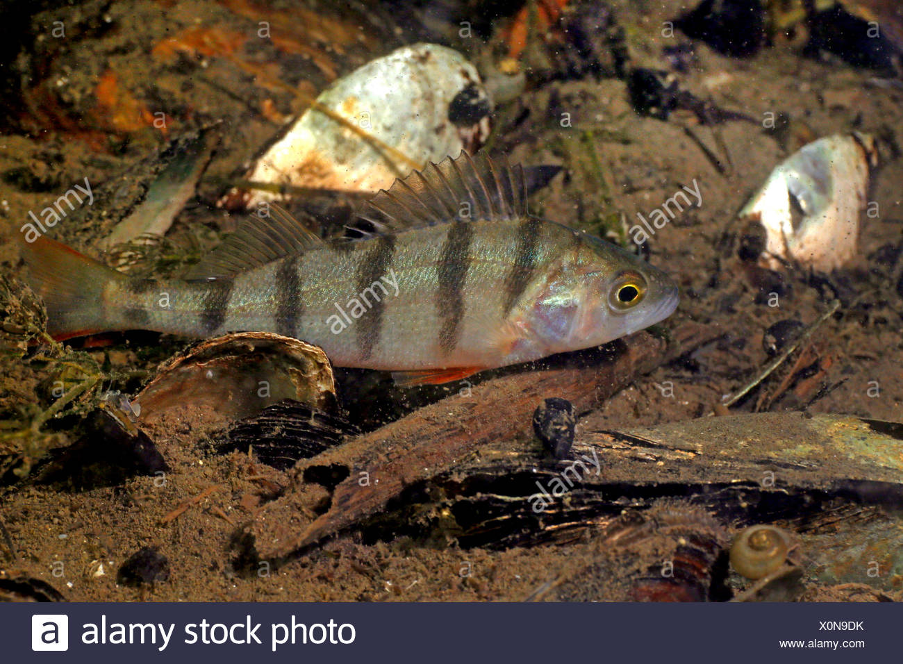 Flussbarsche Stock Photos & Flussbarsche Stock Images - Alamy