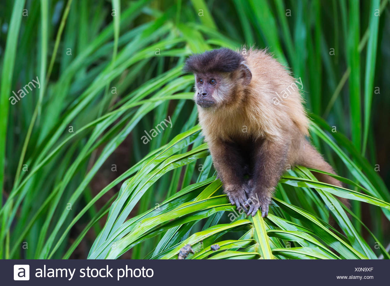 Sapajus Macrocephalus High Resolution Stock Photography and Images - Alamy