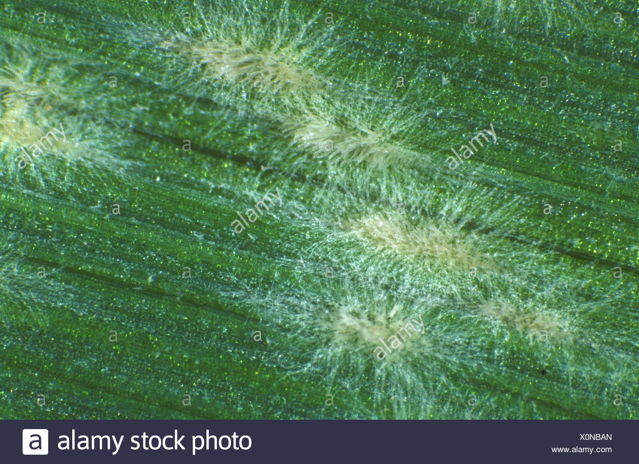 Mycelium On Grain High Resolution Stock Photography and Images - Alamy