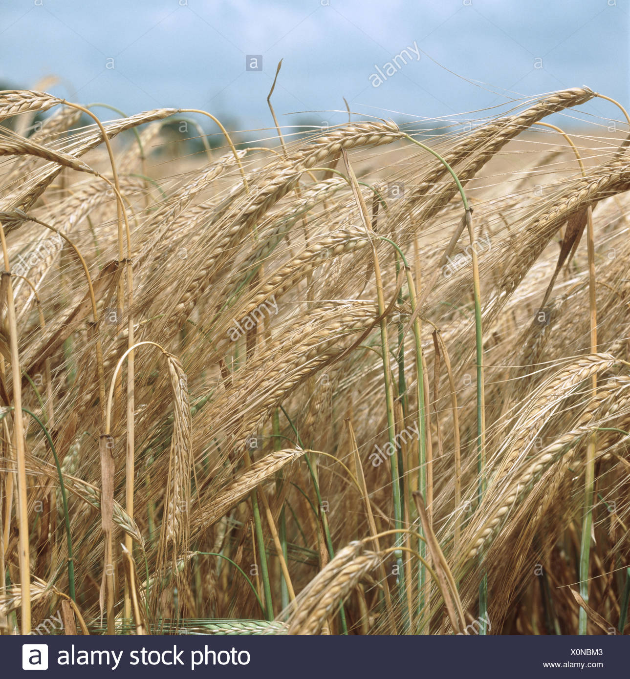 2 Row Barley High Resolution Stock Photography and Images - Alamy