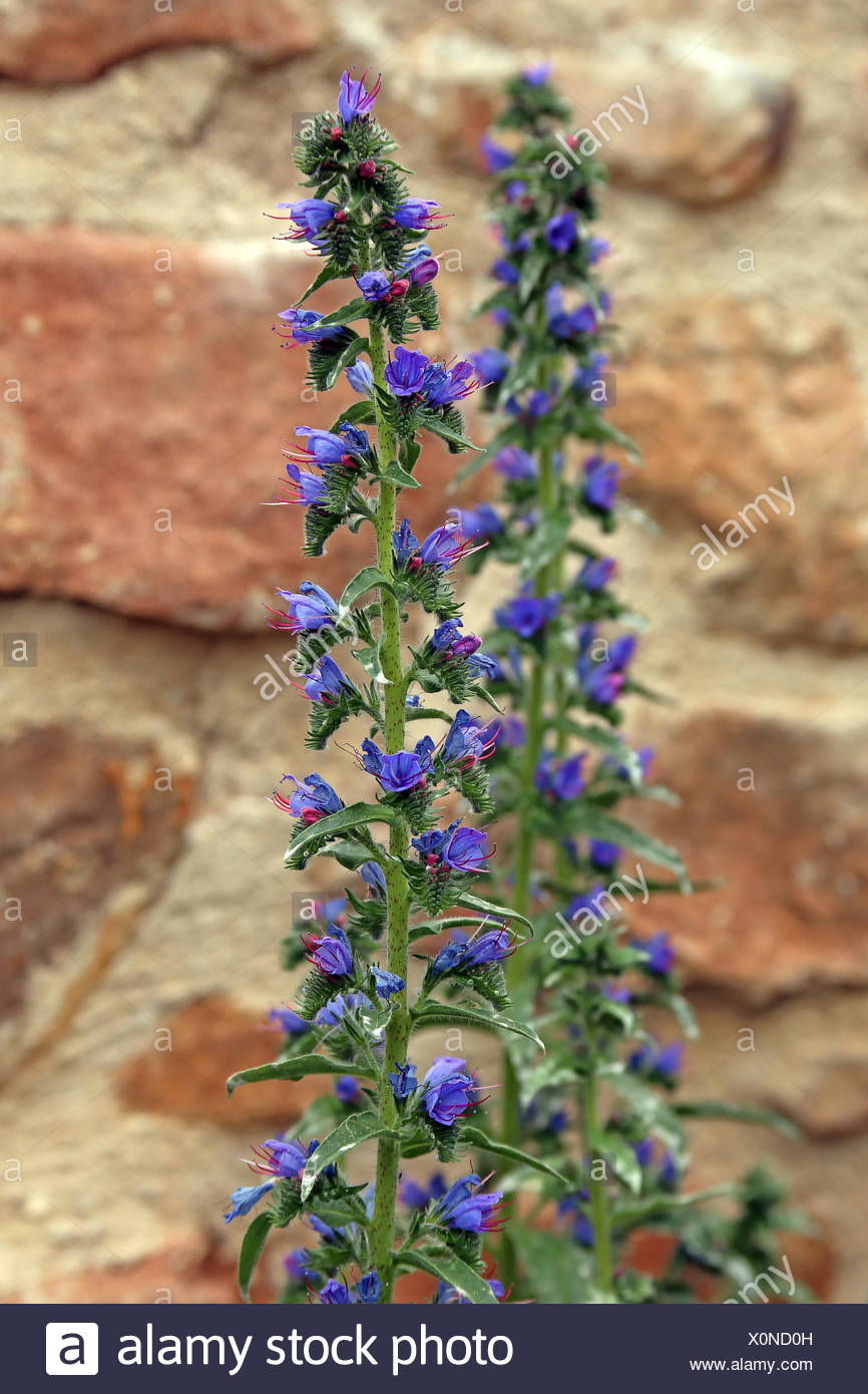 Stolzer Heinrich High Resolution Stock Photography and Images - Alamy