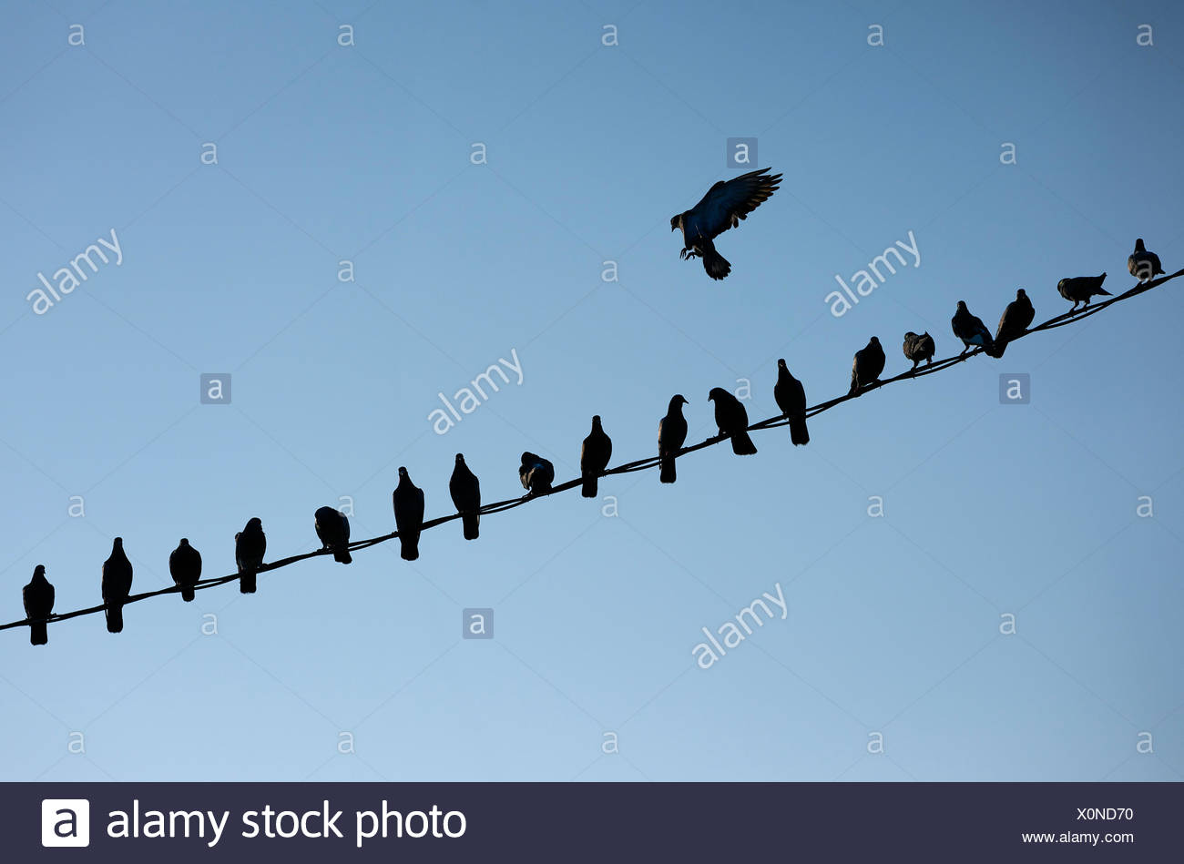 A Flock Of Birds High Resolution Stock Photography and Images - Alamy