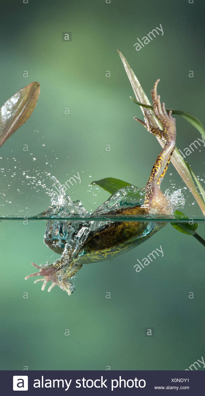Frog Jumping Pond High Resolution Stock Photography and Images - Alamy