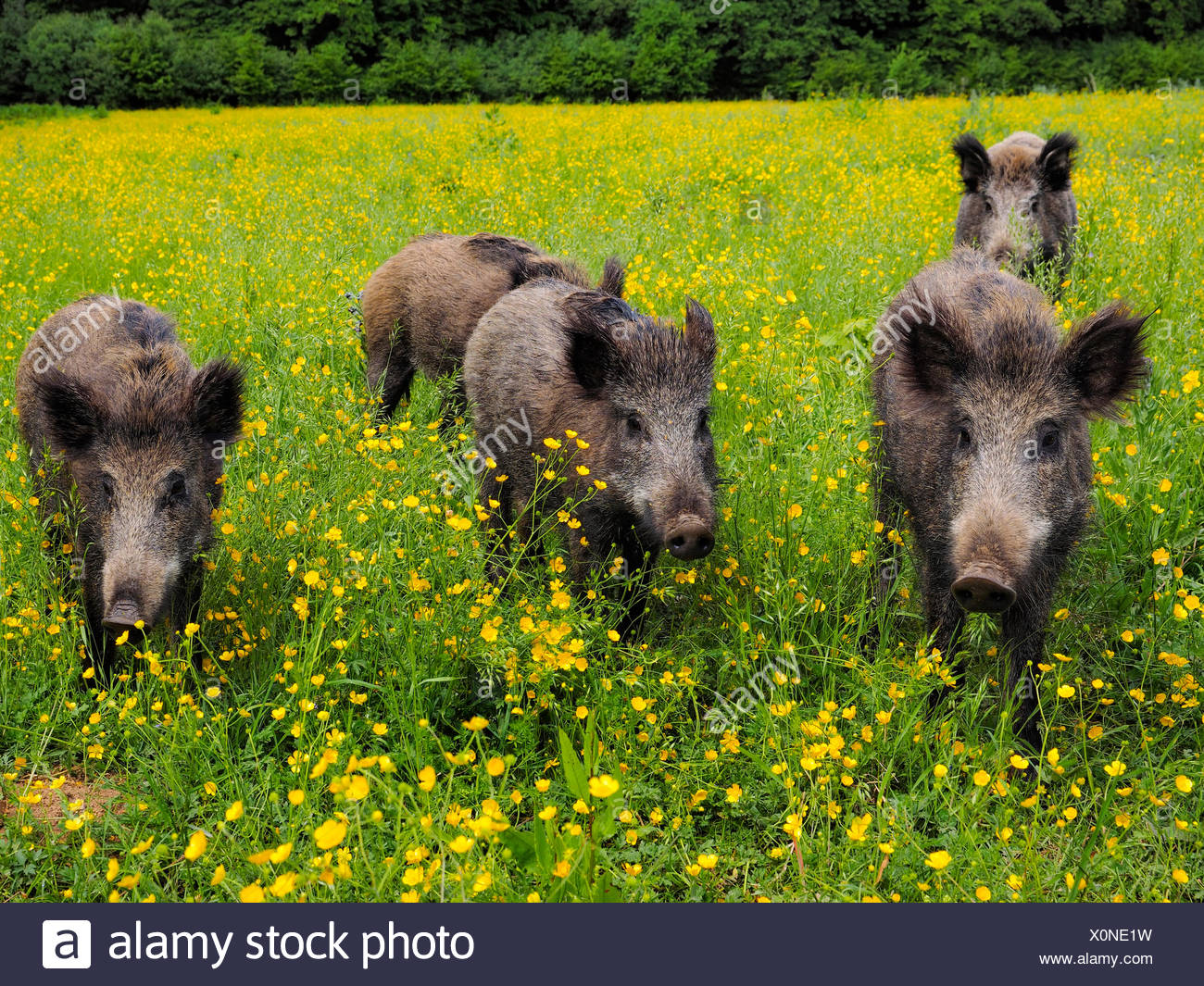 Pig Spring Flower High Resolution Stock Photography and Images - Alamy
