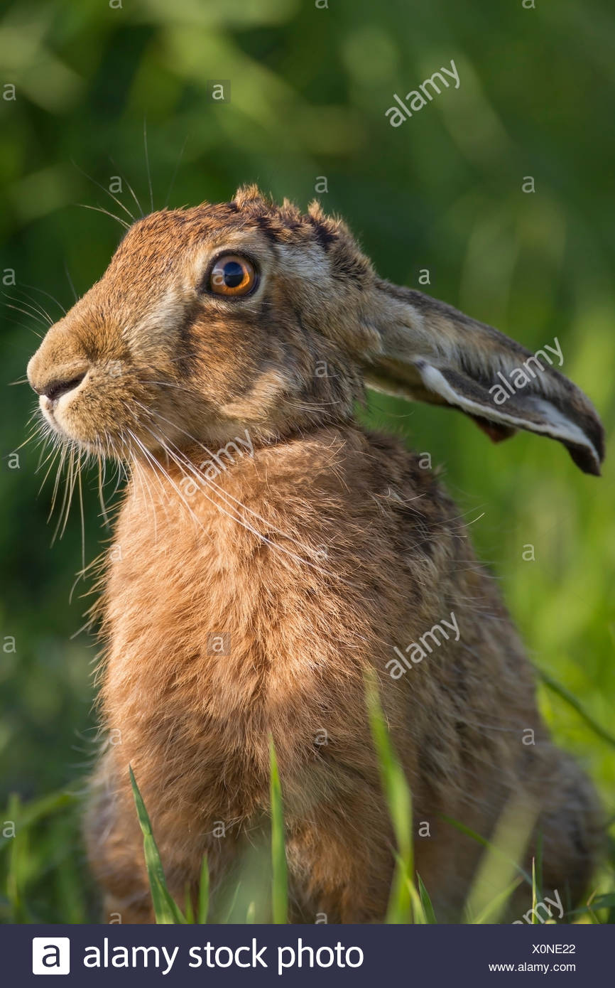 Hare Front View Stock Photos & Hare Front View Stock Images - Alamy