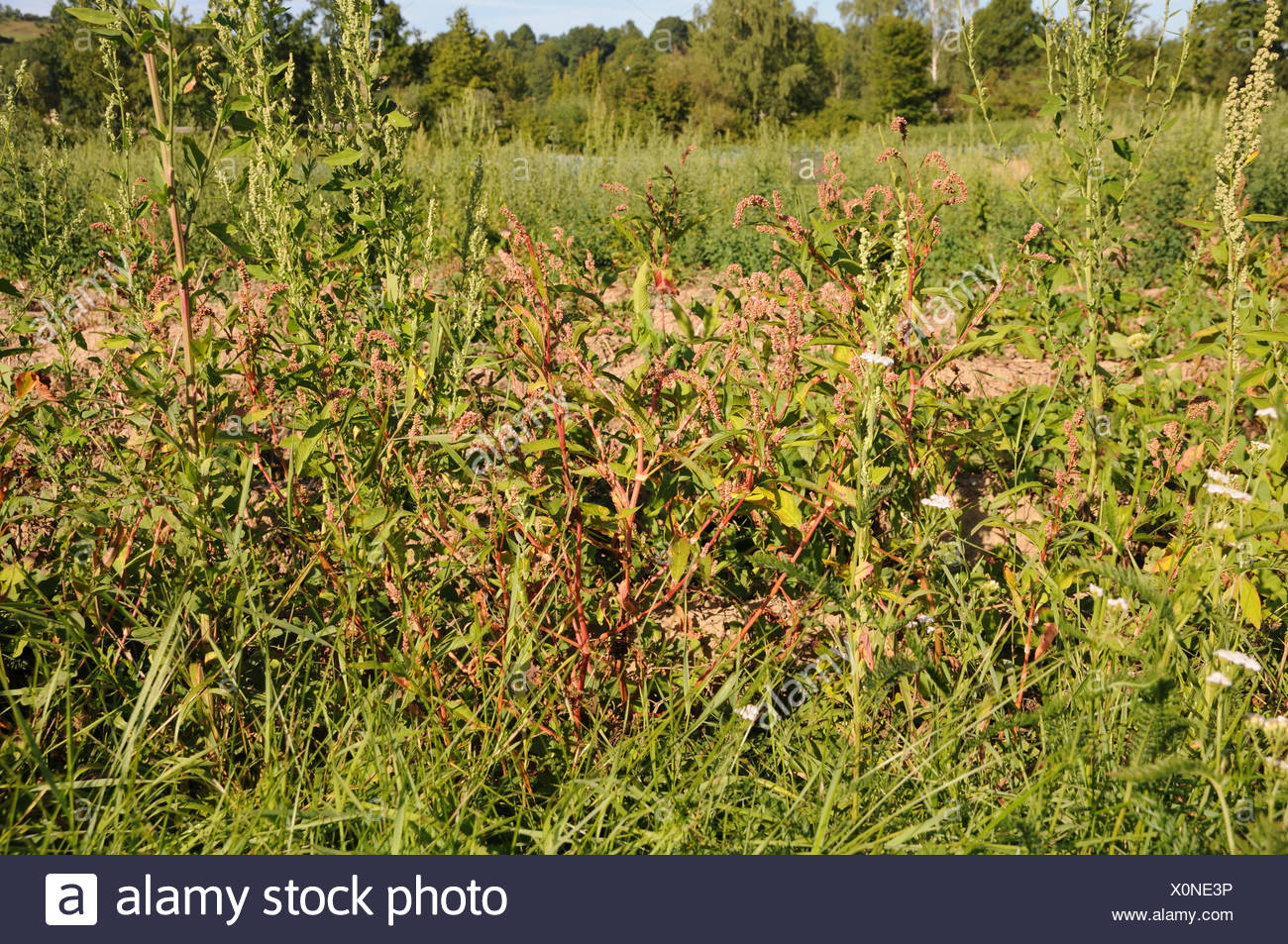 Persicaria Lapathifolia High Resolution Stock Photography and Images ...