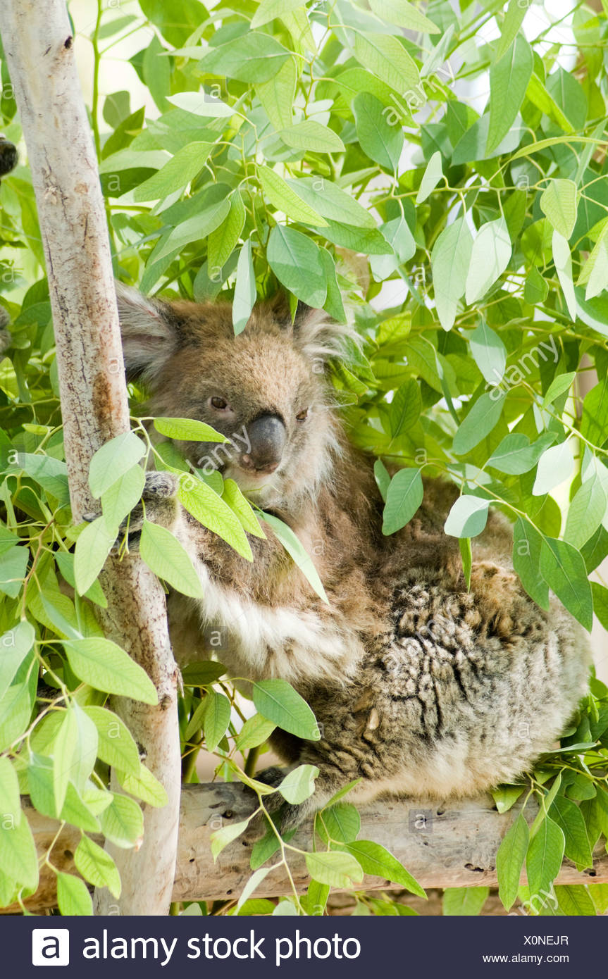 Eucalyptus Tree Leaves High Resolution Stock Photography and Images - Alamy