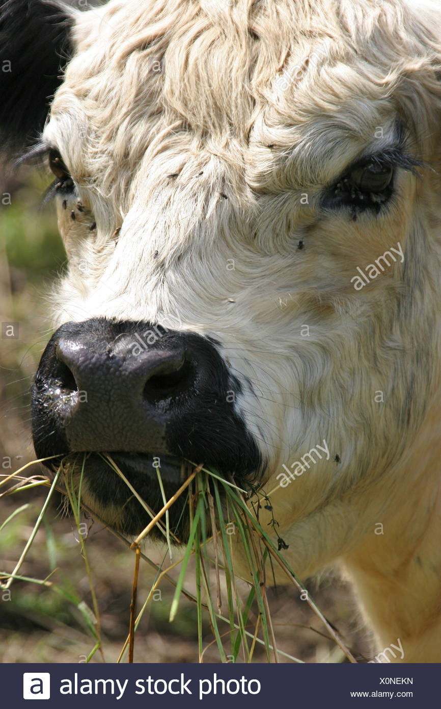 British White Cattle High Resolution Stock Photography and Images - Alamy