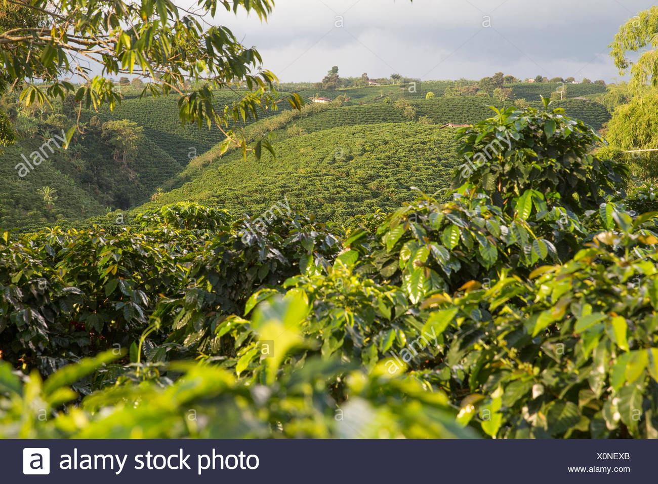 Colombia Coffee High Resolution Stock Photography and Images - Alamy