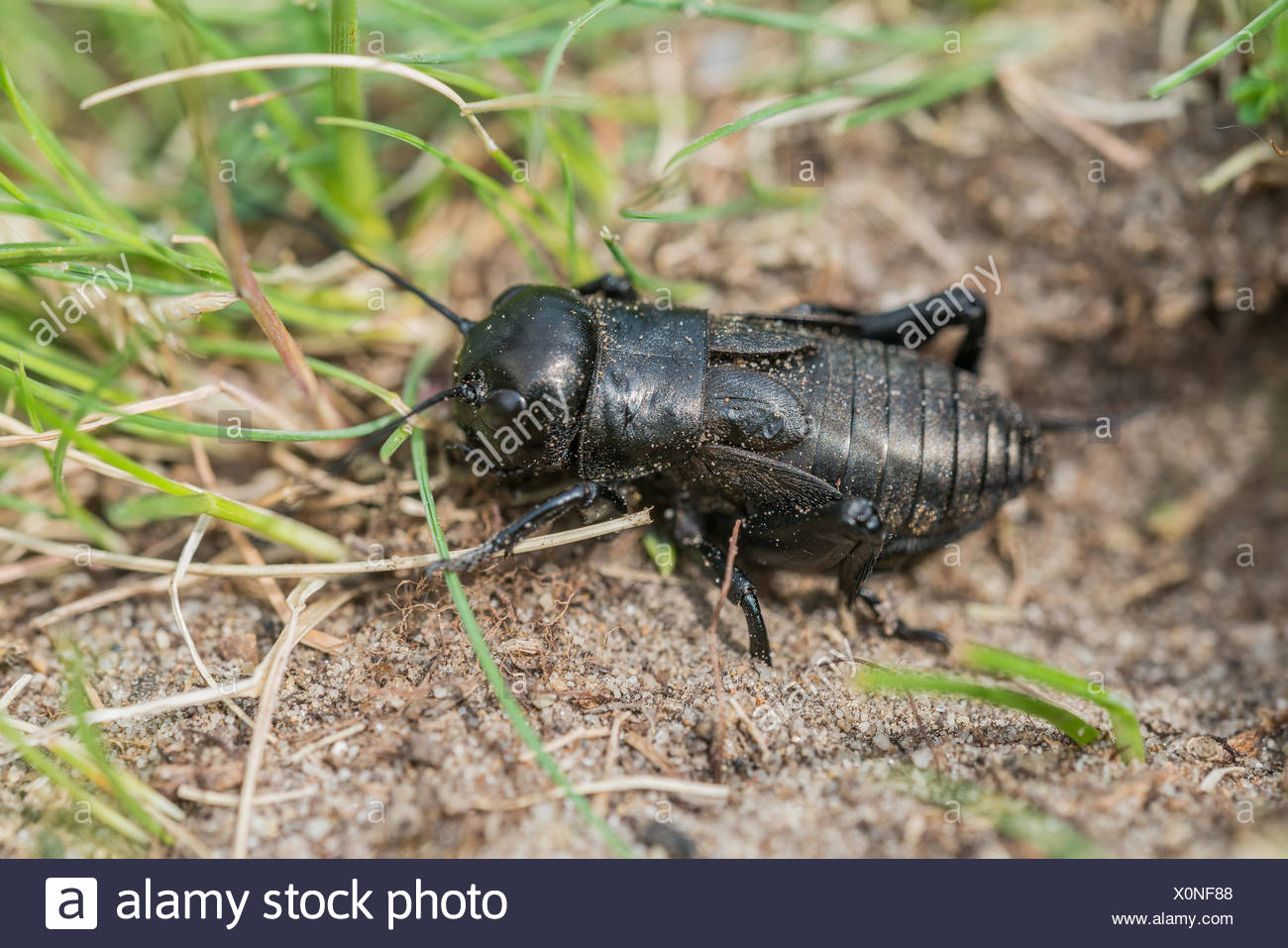 Field Cricket Gryllus Campestris Stock Photos & Field Cricket Gryllus ...