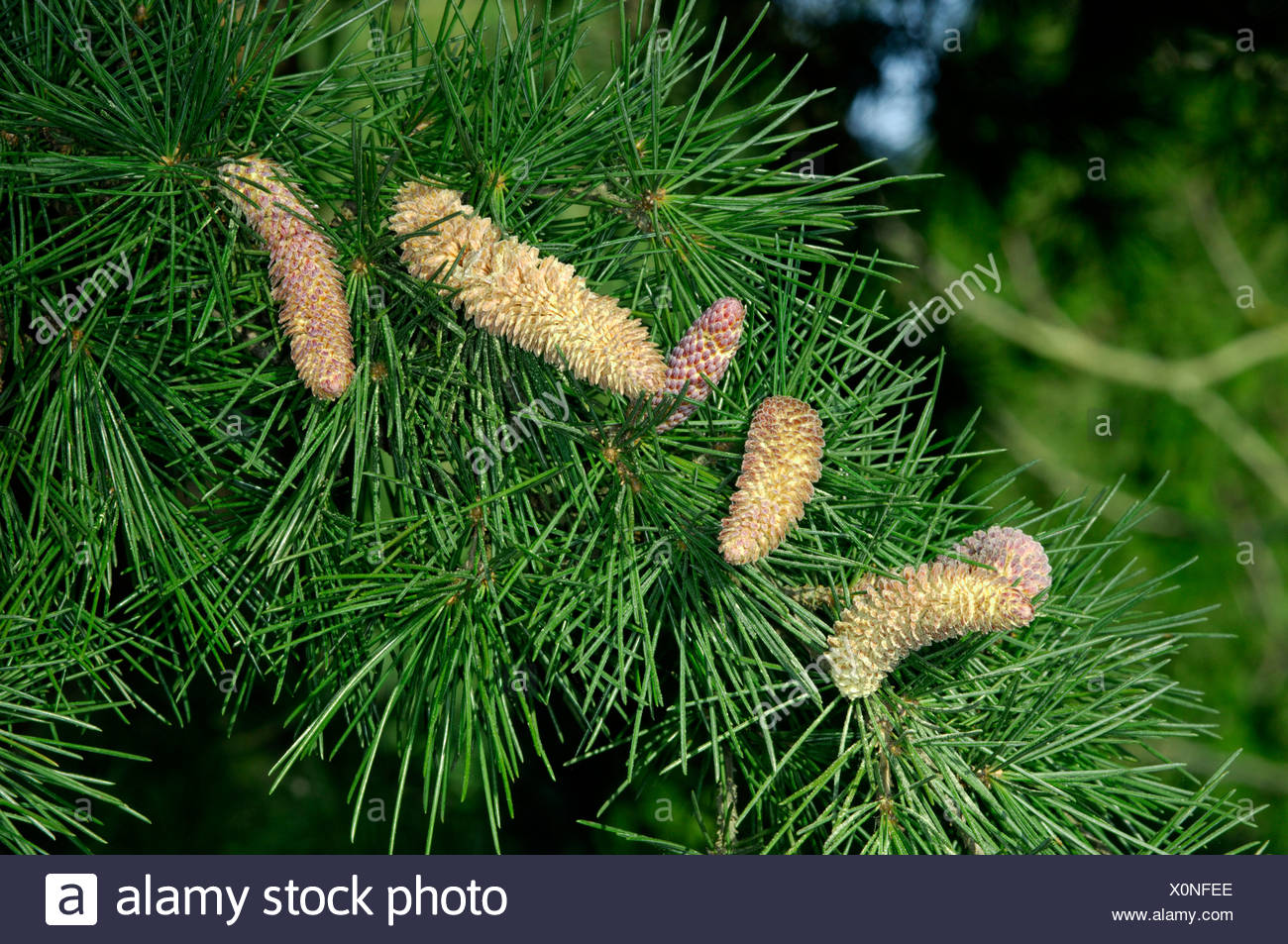 Deodar Tree Stock Photos & Deodar Tree Stock Images - Alamy