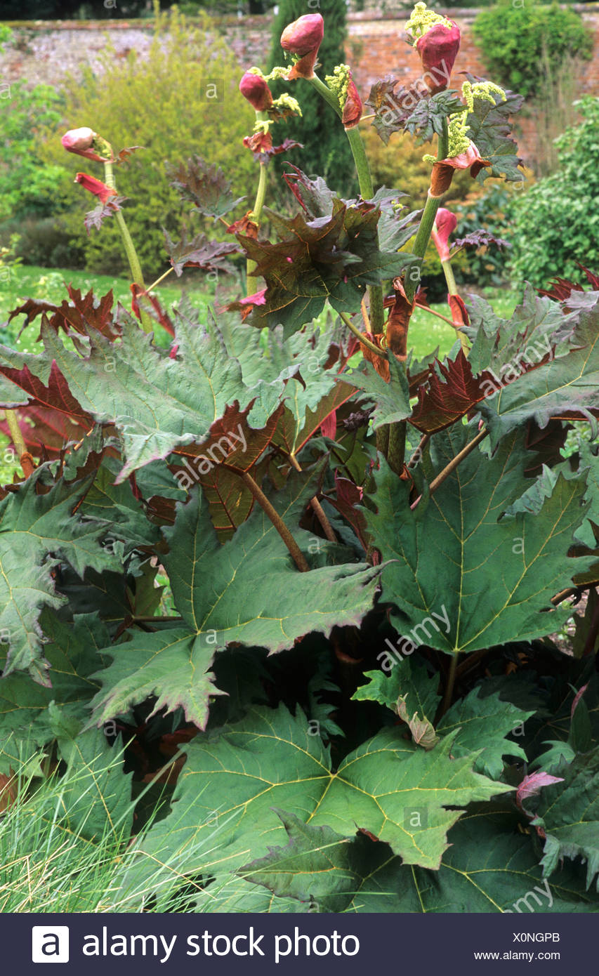 Rhubarb Plant Garden High Resolution Stock Photography and Images - Alamy