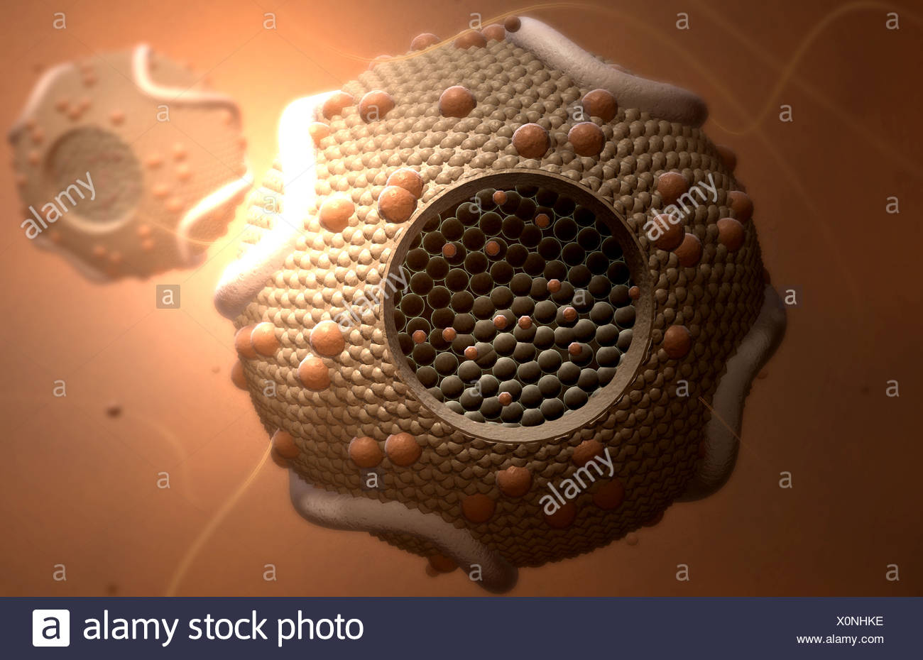 High Density Lipoprotein Stock Photos & High Density Lipoprotein Stock ...